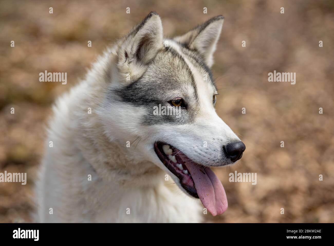 Portrait of gorgeous Siberian Husky dog standing in the bright ...