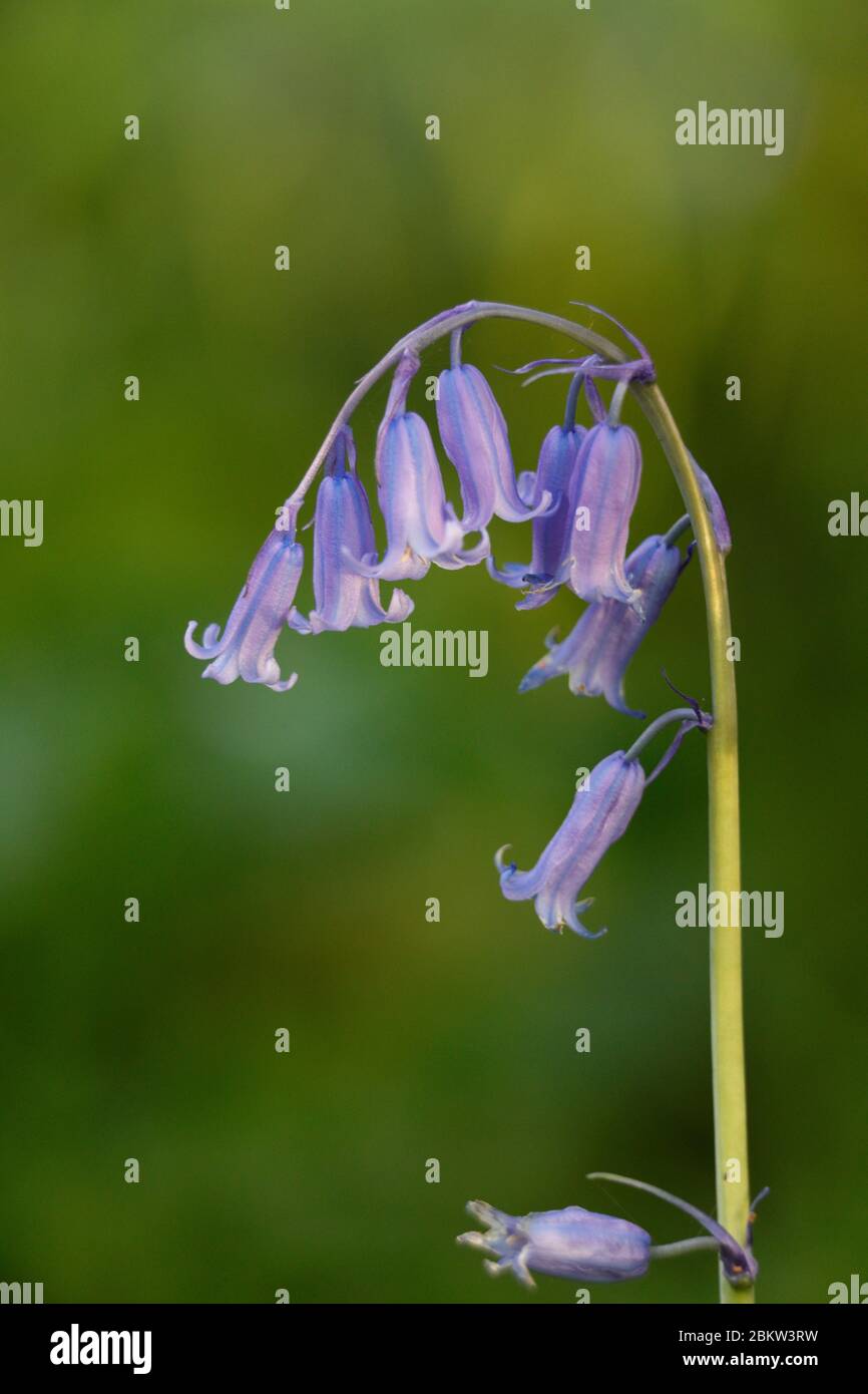 Bluebell woodland ireland hi-res stock photography and images - Alamy