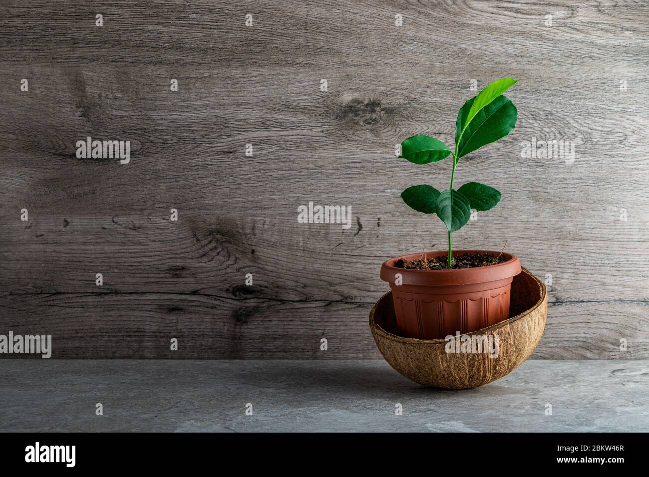 Young lemon tree in a pot in a coconut shell on a tile background Stock ...