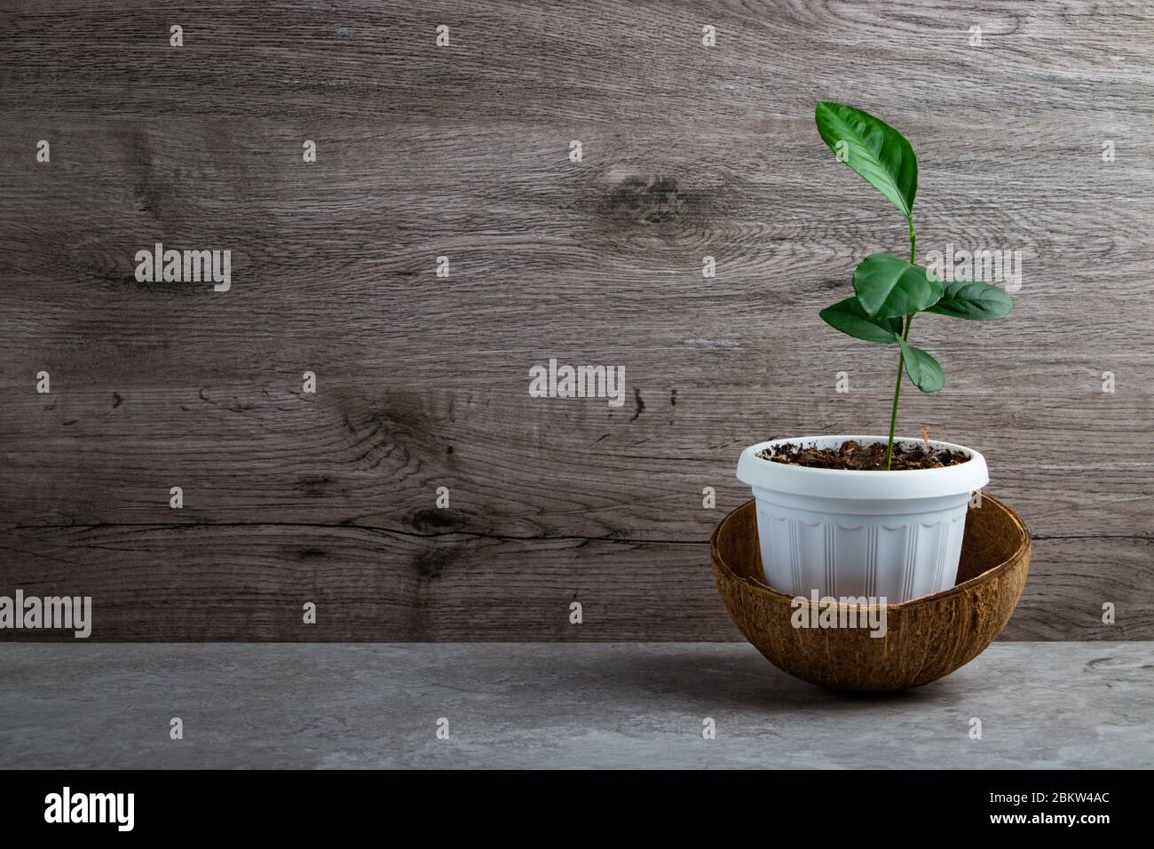 Young lemon tree in a pot in a coconut shell on a tile background Stock ...