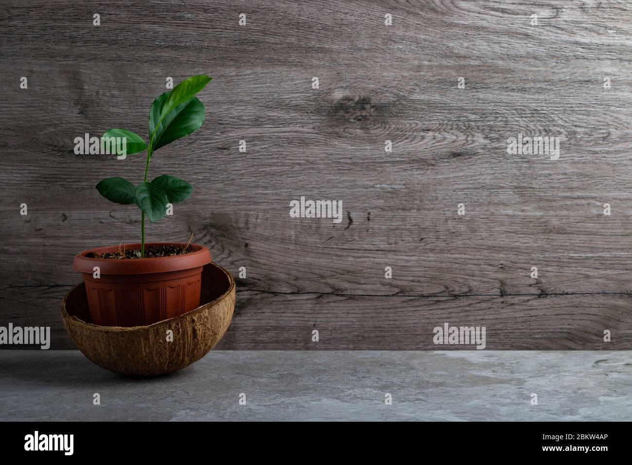Young lemon tree in a pot in a coconut shell on a tile background Stock ...