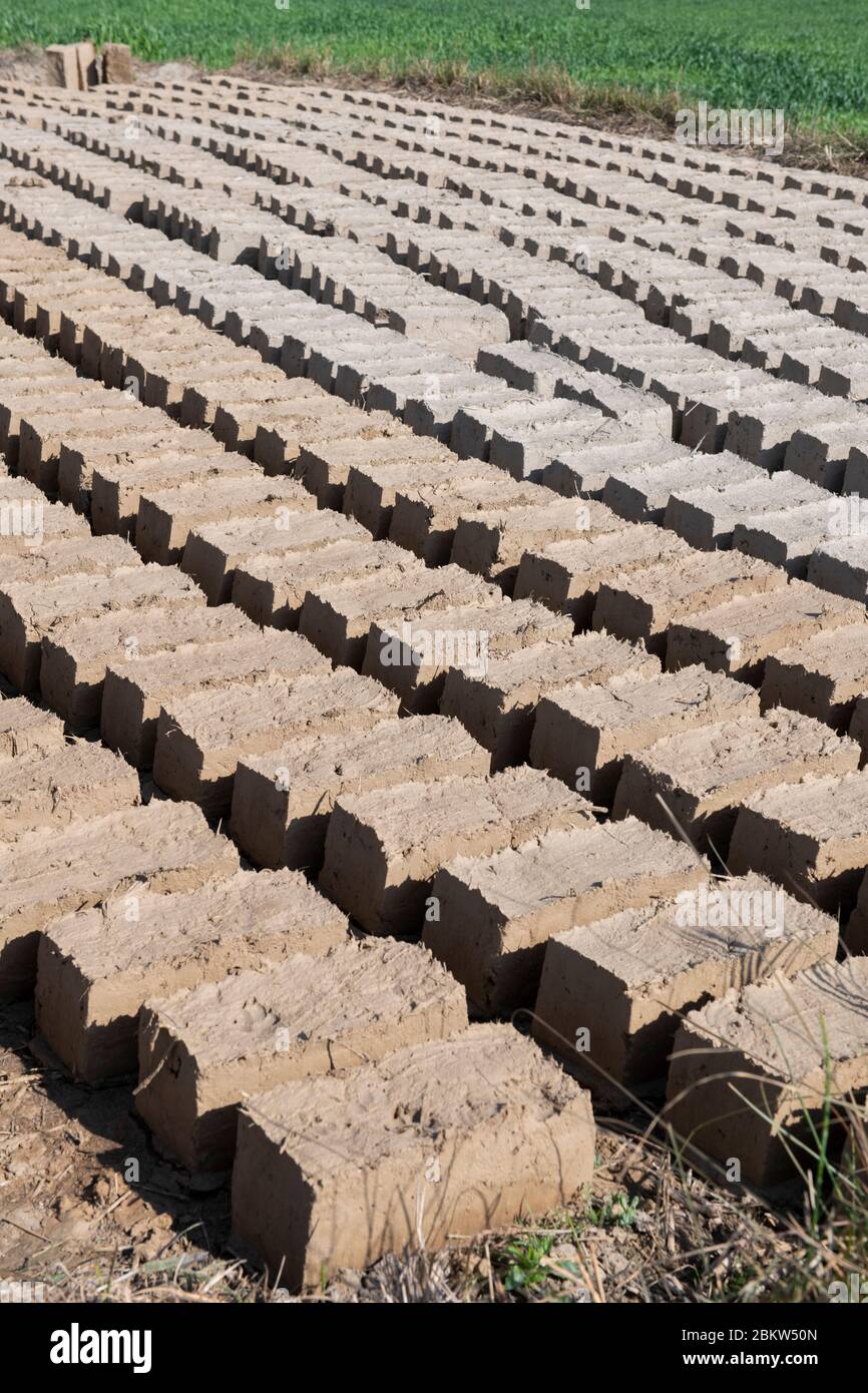 Bhutan, Punakha, Sopsokha village. Lines of handmade mud and straw ...