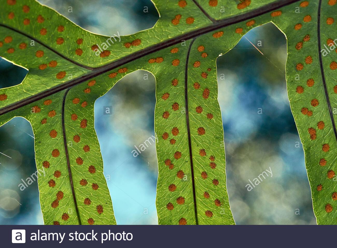 Fern Spore Case Cases Frond High Resolution Stock Photography and ...