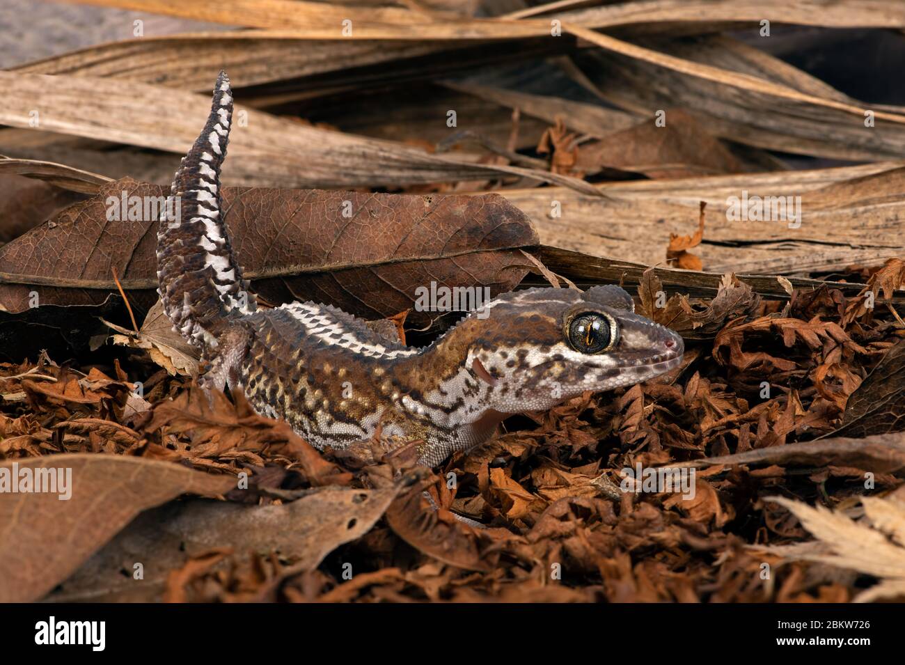 Ocelot gecko hi-res stock photography and images - Alamy