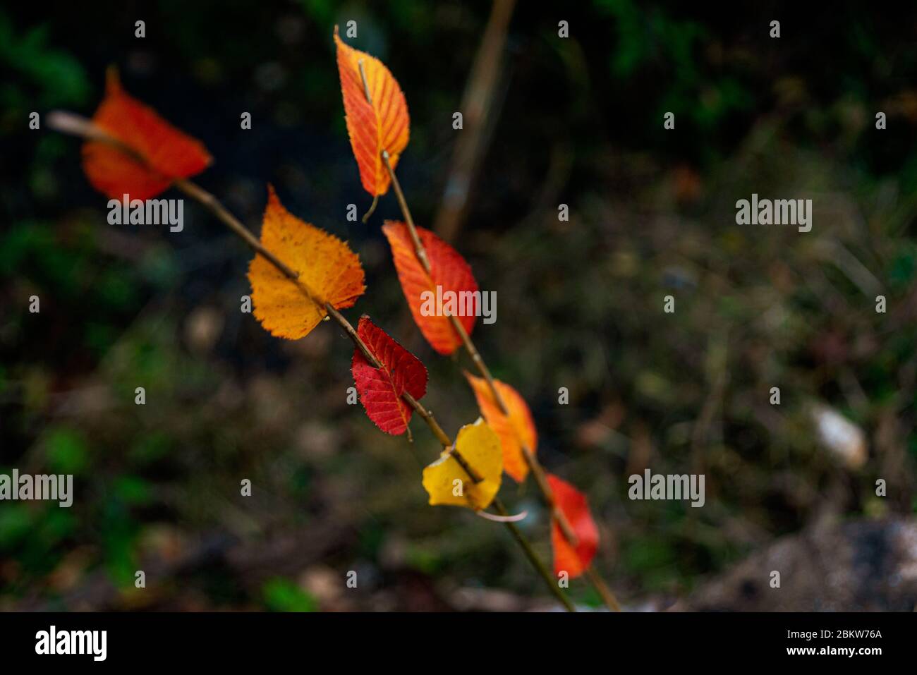 Bright autumn leaves on a small stick Stock Photo - Alamy