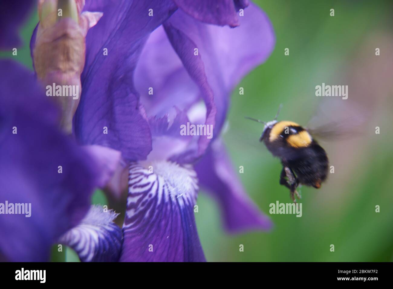 Bee flying over colorful hi-res stock photography and images - Alamy