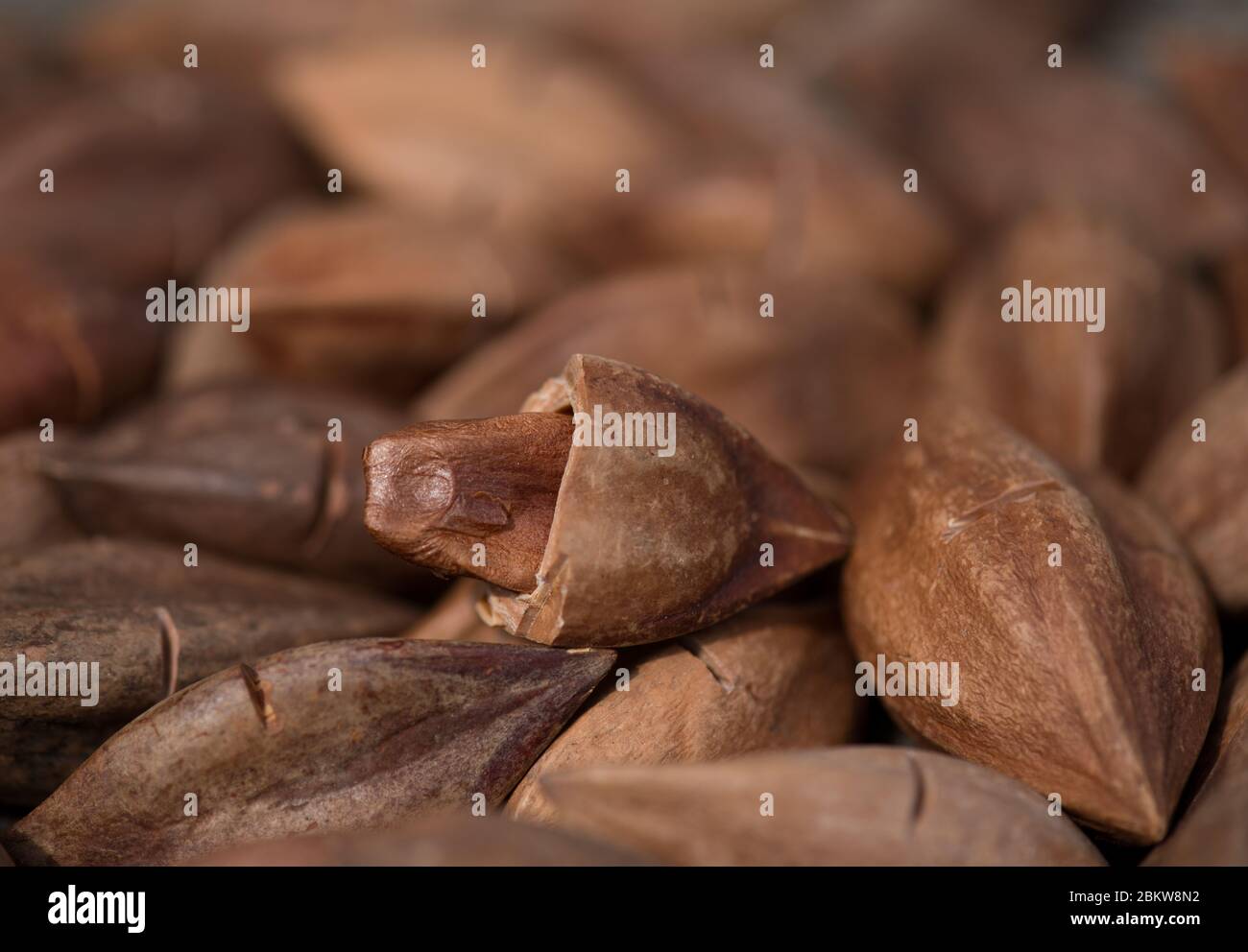 Pili nut hi-res stock photography and images - Alamy