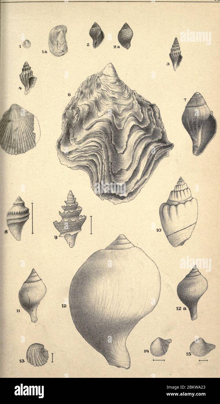 I. Preliminary report on the Tertiary fossils of Alabama and ...