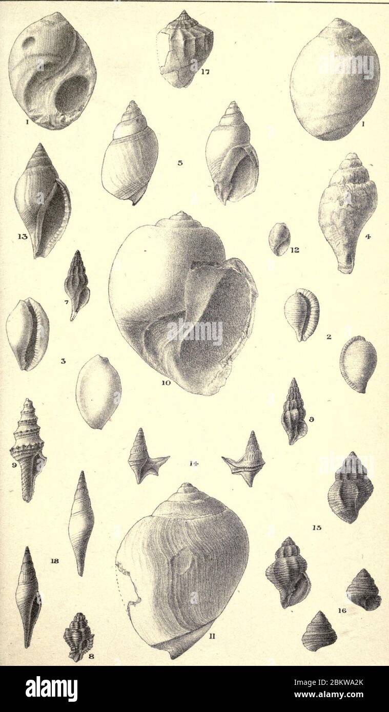 I. Preliminary report on the Tertiary fossils of Alabama and ...