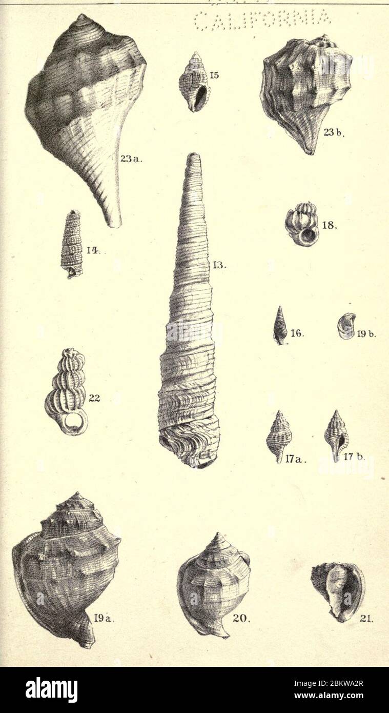 I. Preliminary report on the Tertiary fossils of Alabama and ...