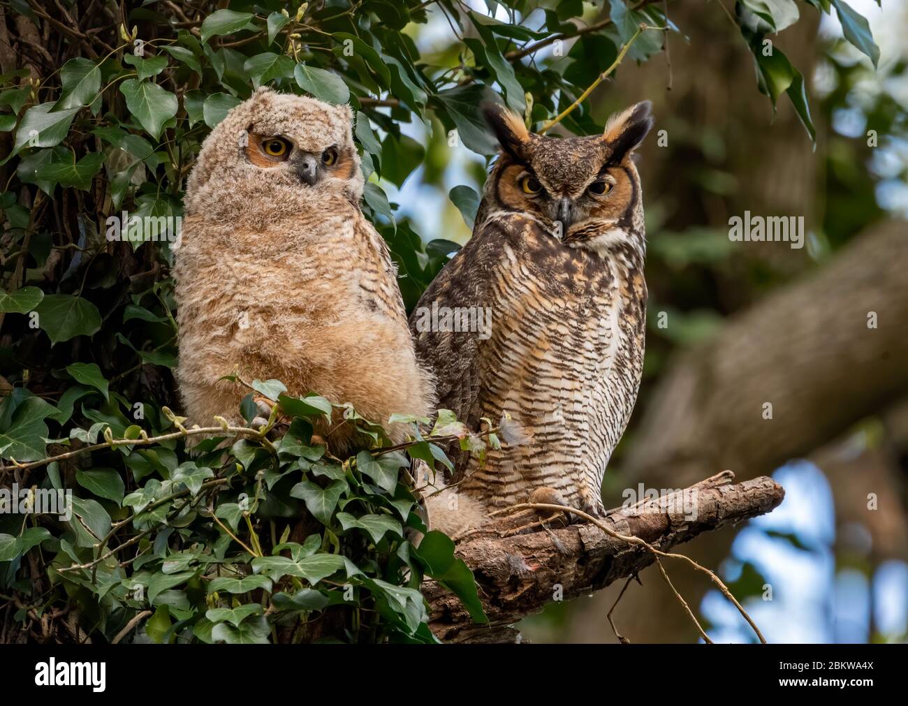 Great Horned Owls Stock Photo - Alamy