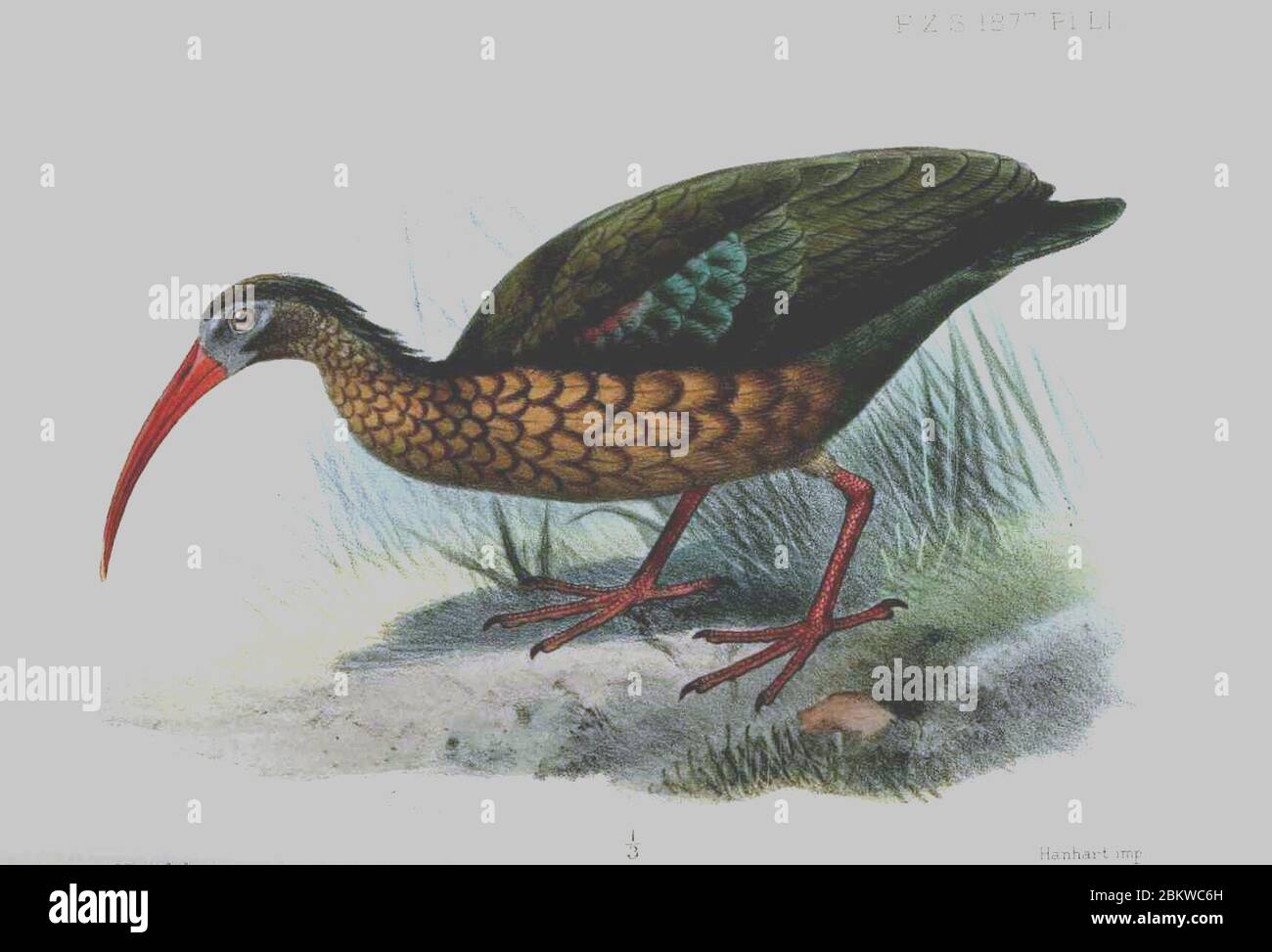 Ibis olivacea hi-res stock photography and images - Alamy