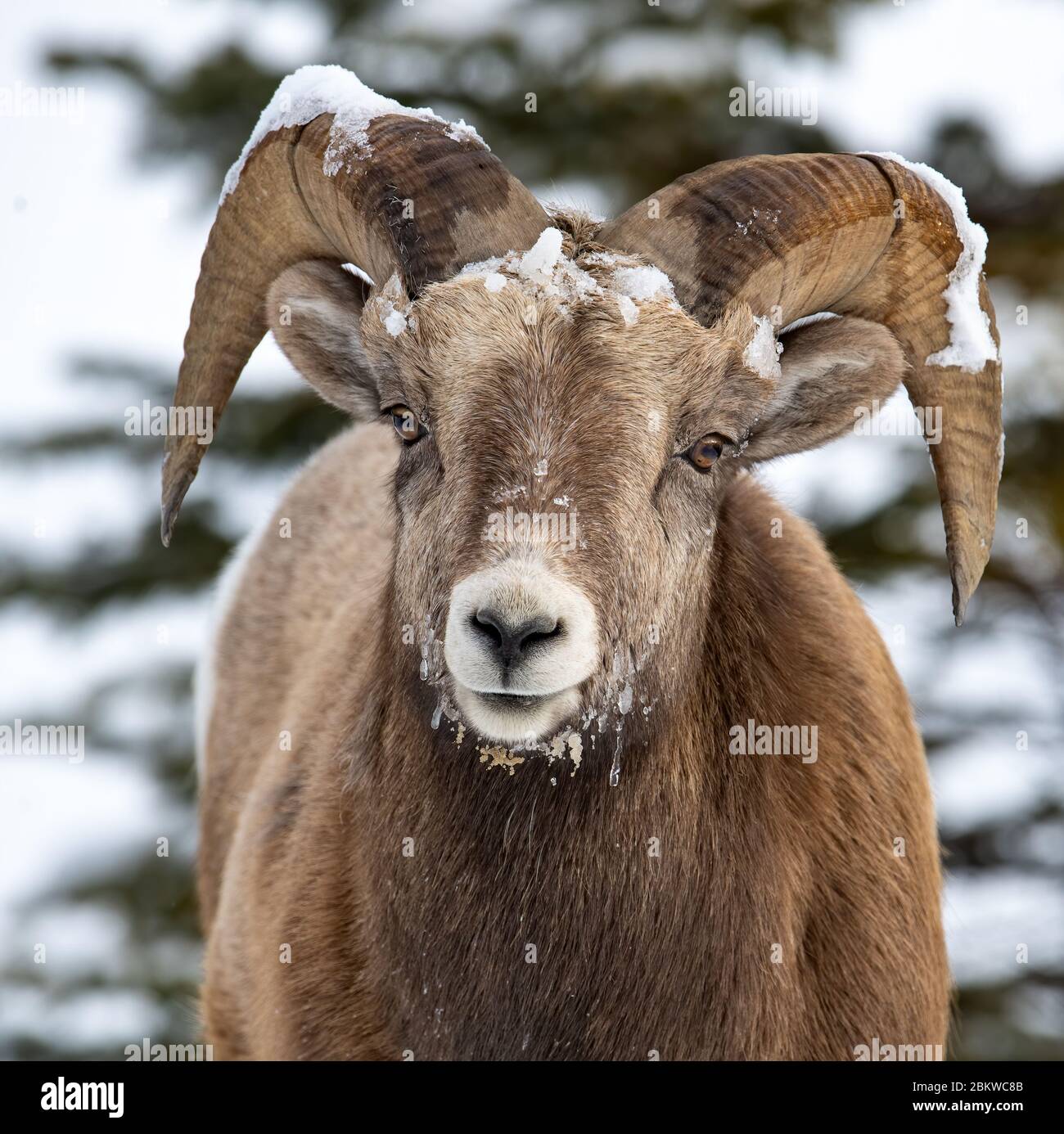Bighorn ram eating tree hi-res stock photography and images - Alamy