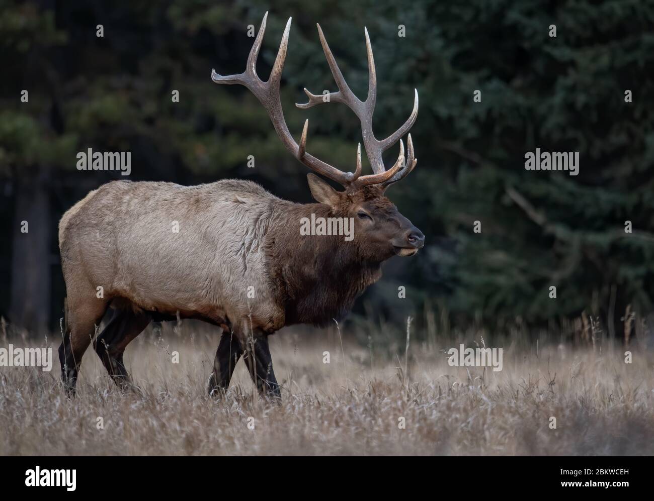 Elk in Banff National Park Canada Stock Photo - Alamy