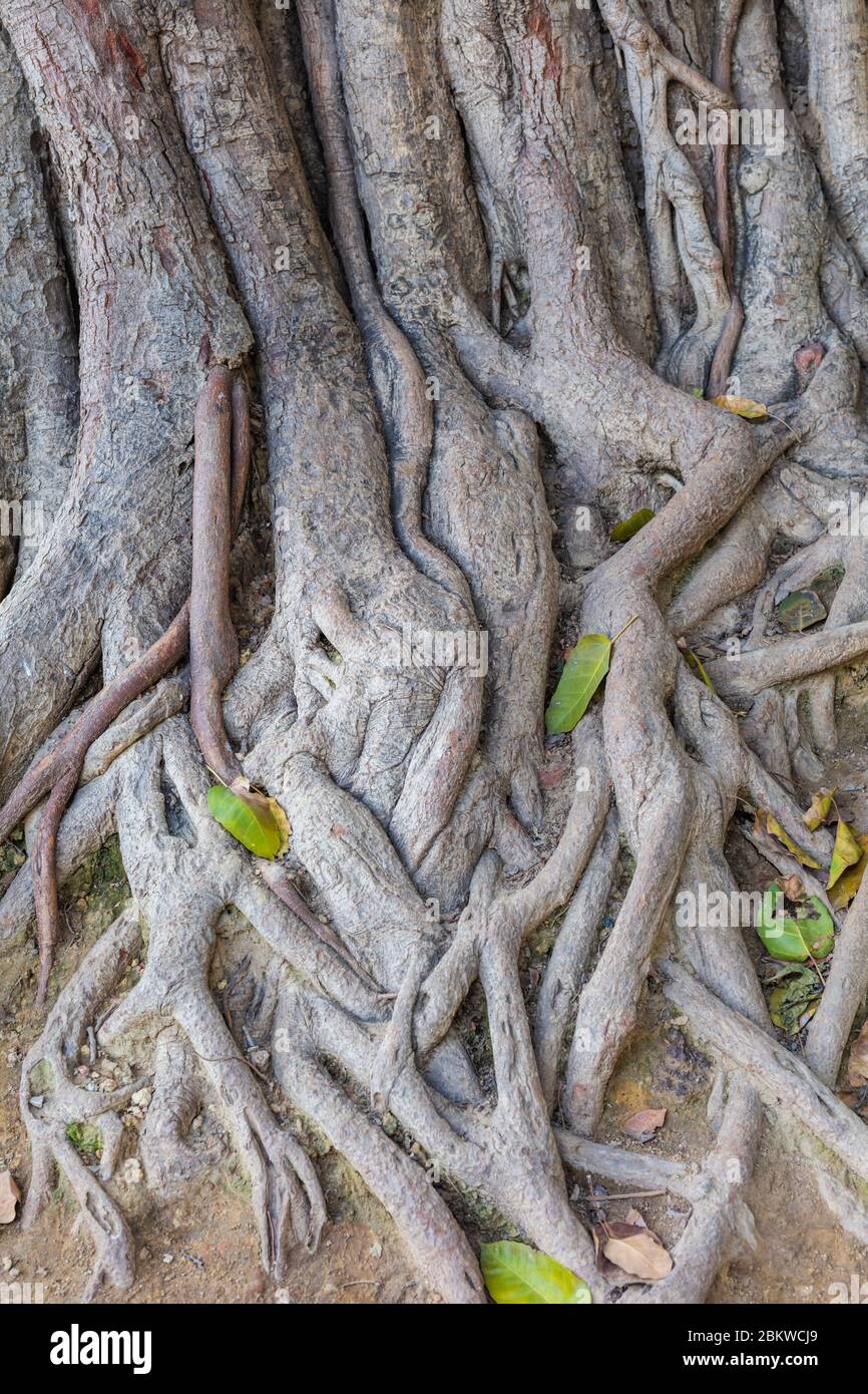 Lal kila hi-res stock photography and images - Alamy