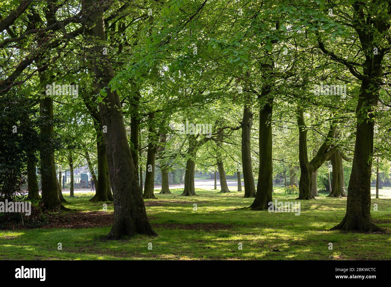 Trees creating shade in Birkenhead Park, Wirral Stock Photo - Alamy