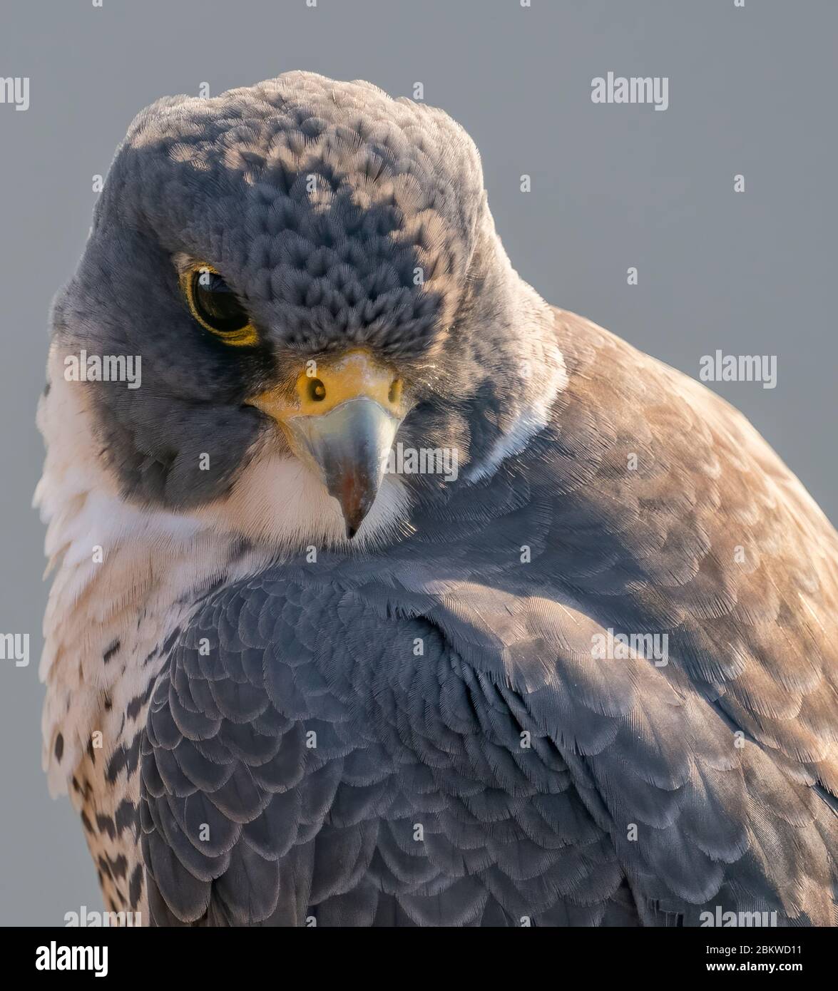 Peregrine pair hi-res stock photography and images - Alamy