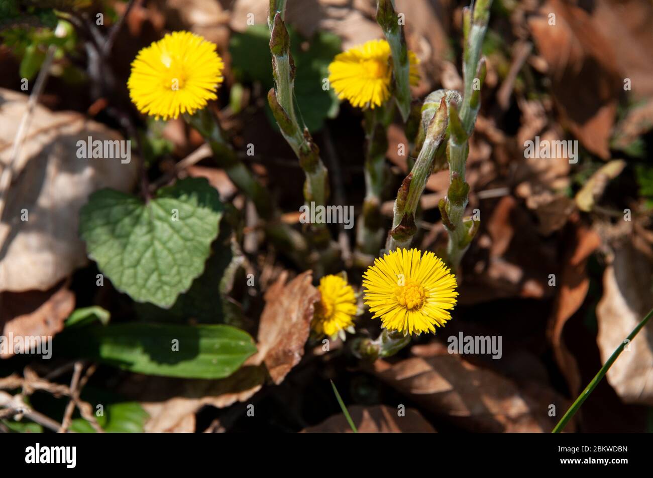 close-up of yellow flower of tussilago farfara, the coltsfoot, on a ...