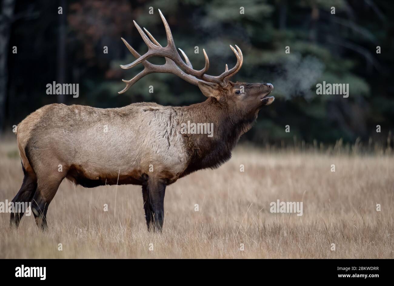 Elk in Banff National Park Canada Stock Photo - Alamy