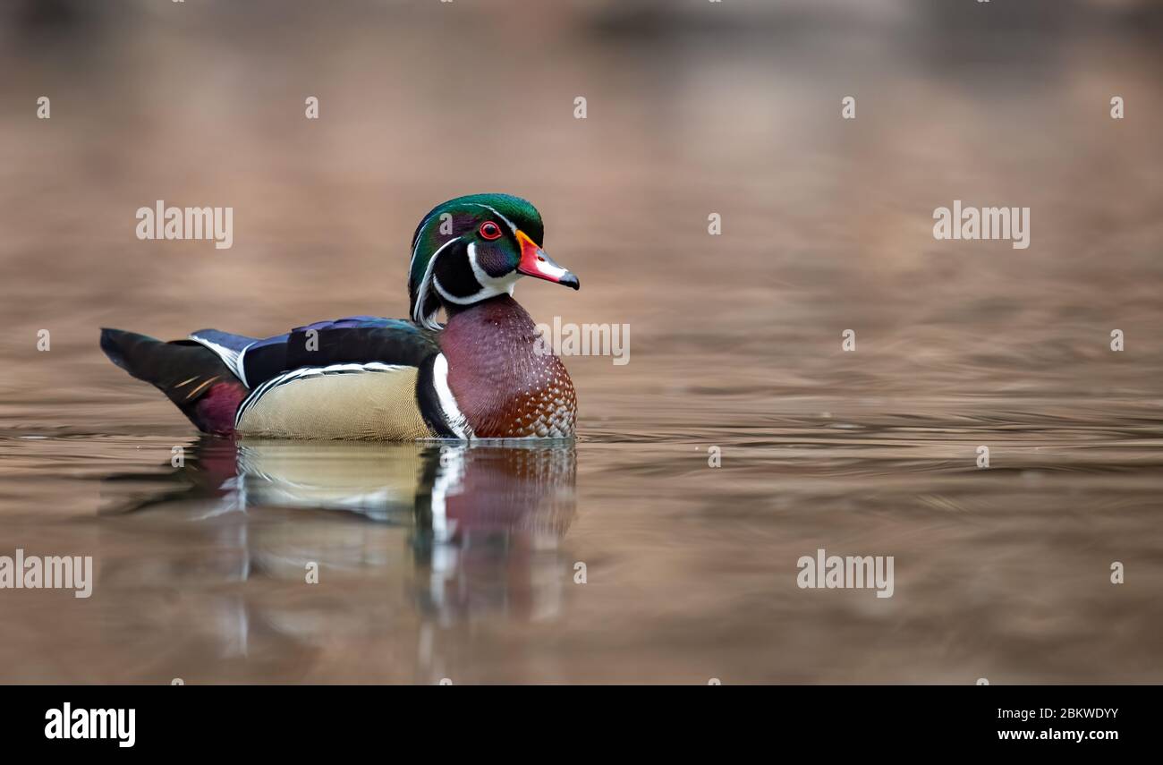 Wood Duck Portrait Stock Photo - Alamy