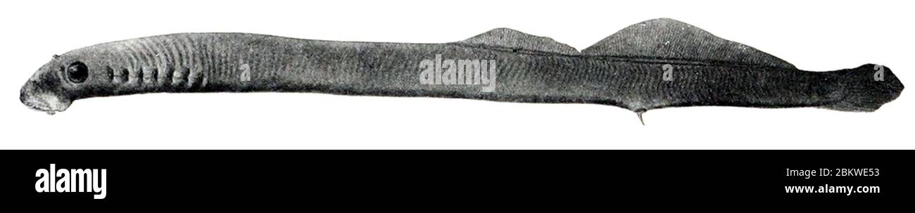 Ichthyomyzon unicuspis 1908 Stock Photo - Alamy