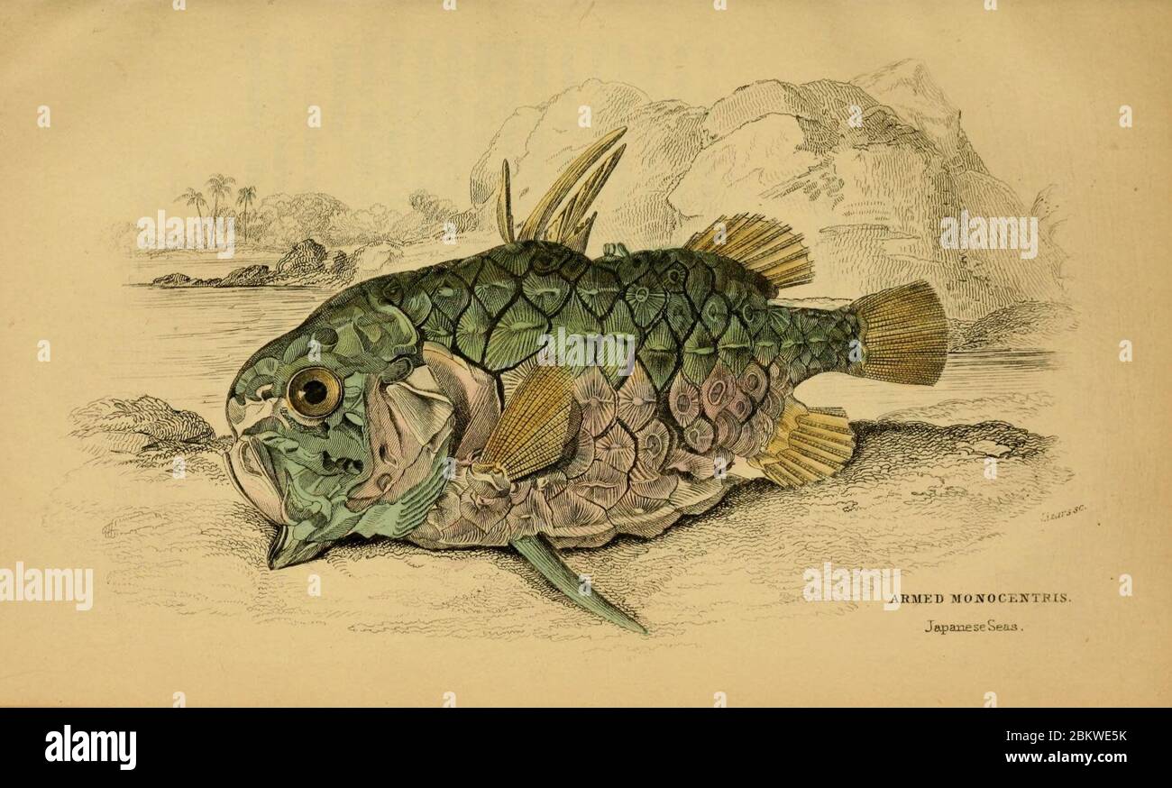 Historical ichthyology hi-res stock photography and images - Alamy