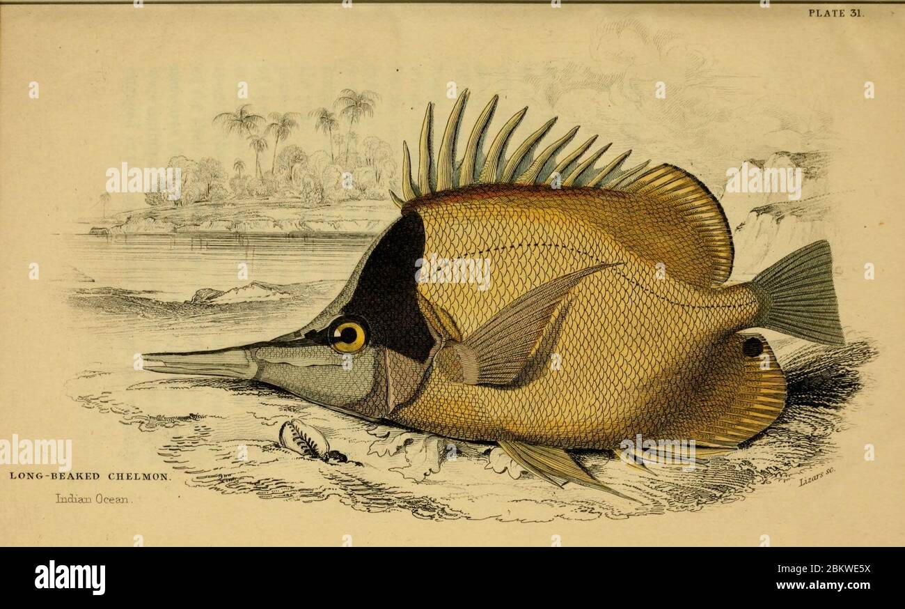 Historical ichthyology hi-res stock photography and images - Alamy
