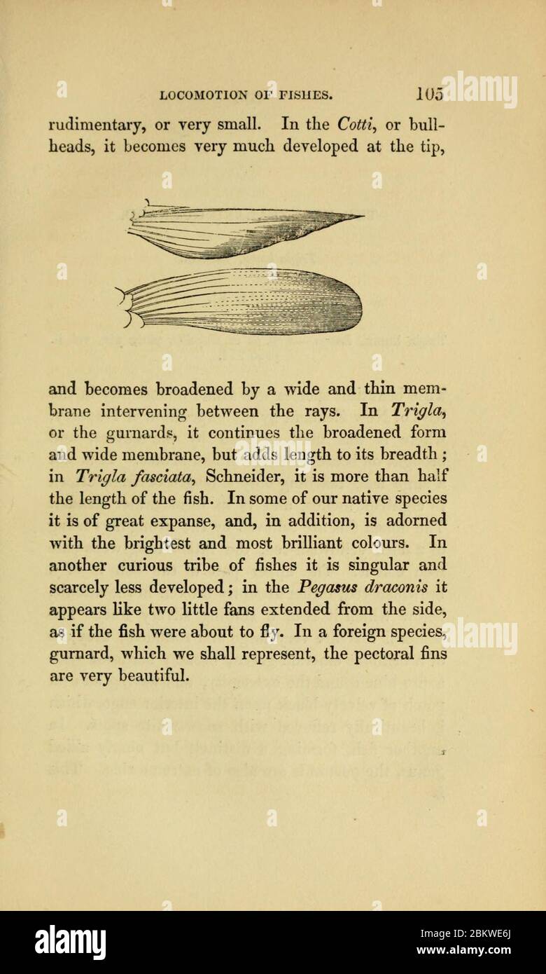 Historical ichthyology hi-res stock photography and images - Alamy