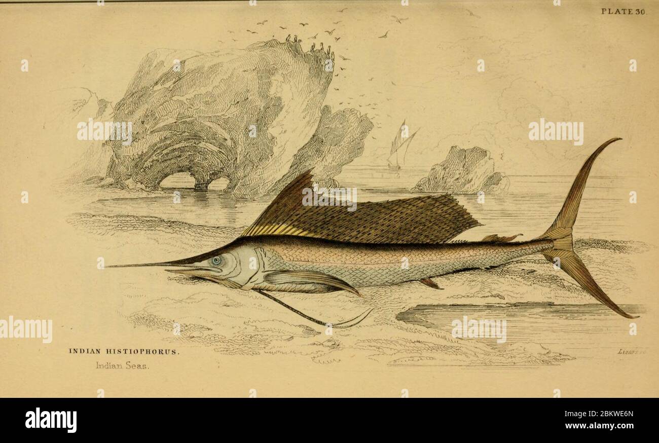 Historical ichthyology hi-res stock photography and images - Alamy