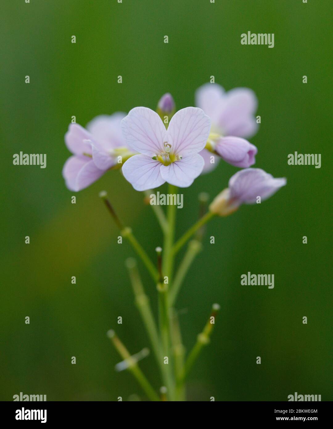 Cuckoo flower leaf hi-res stock photography and images - Alamy
