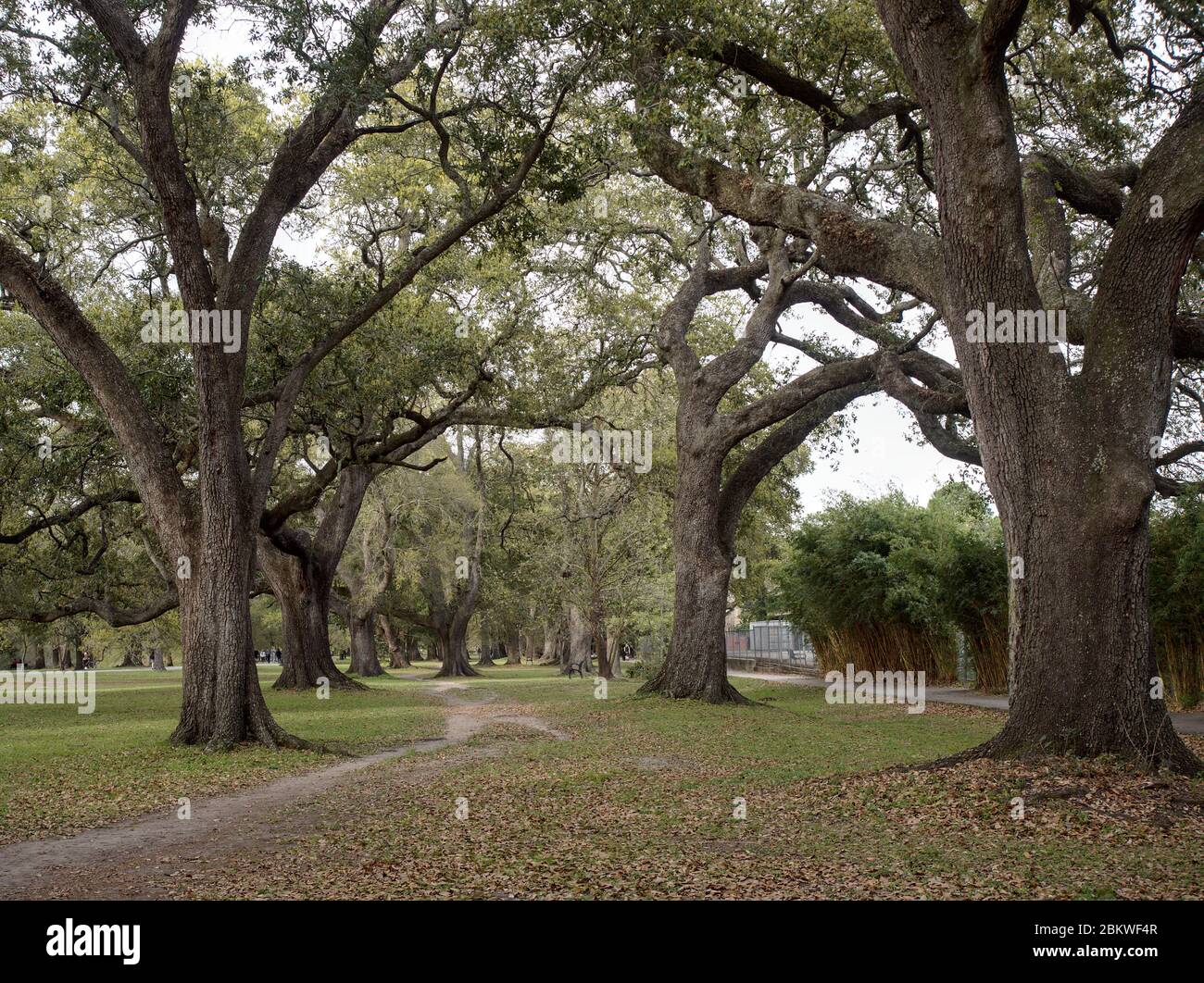 Foot path surrounded by oak trees at Audubon Park, New Orleans ...