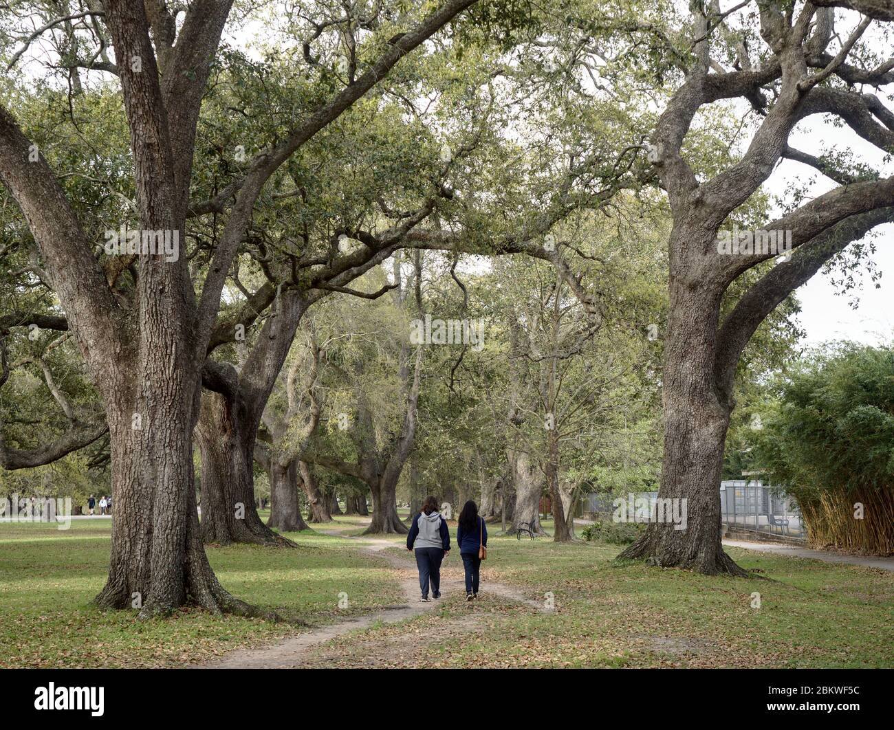 View of two women walking surrounded by oak trees at Audubon Park, New ...