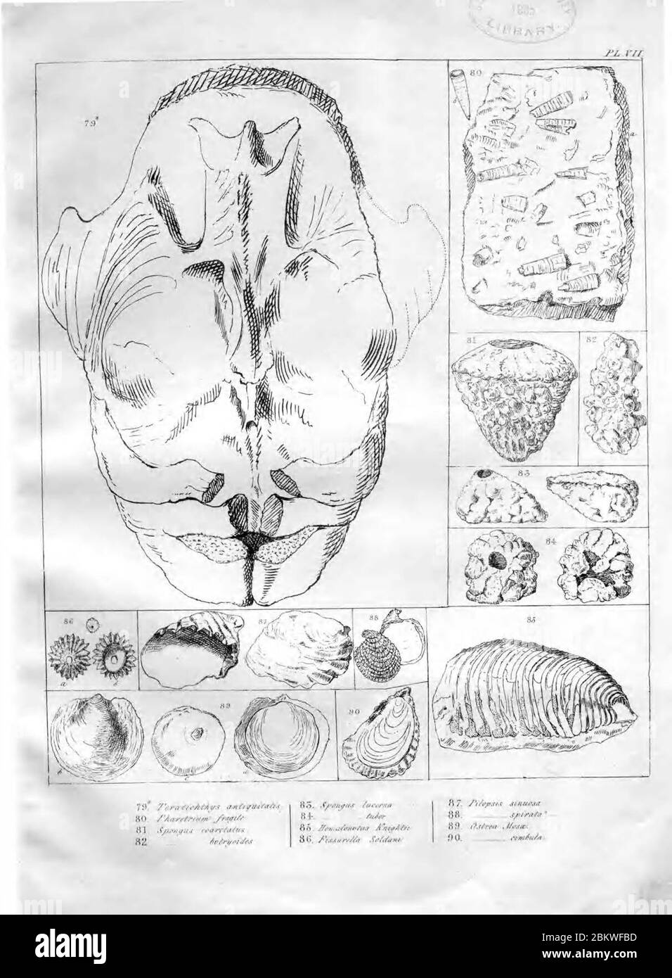 Icones Black and White Stock Photos & Images - Alamy