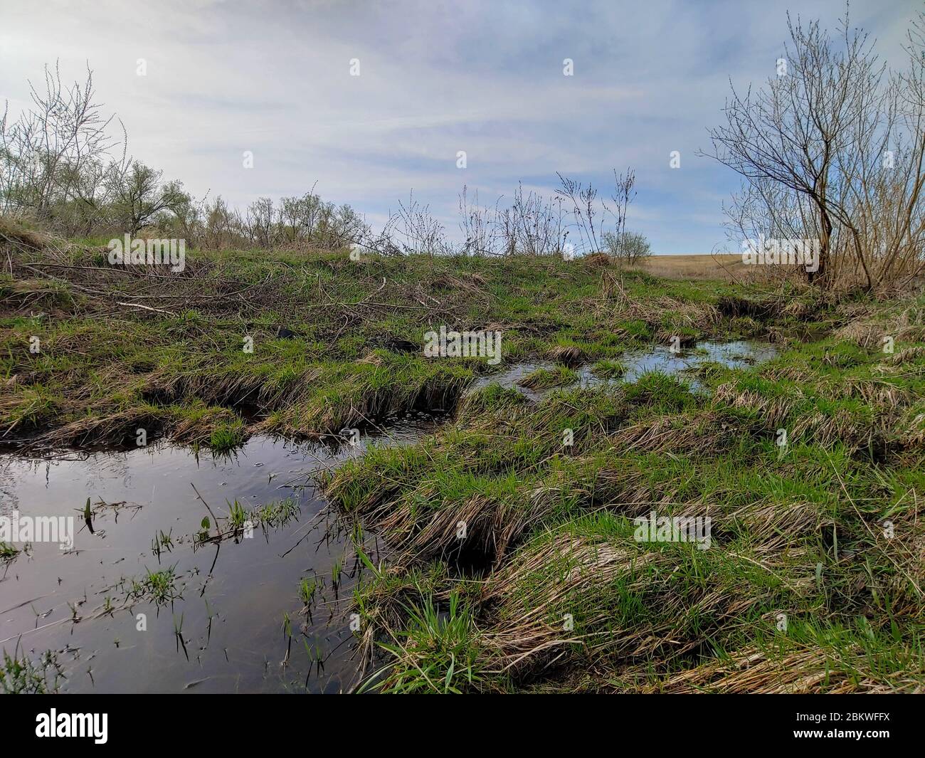 A small local river with overgrown plants on the sides. A clear spring ...