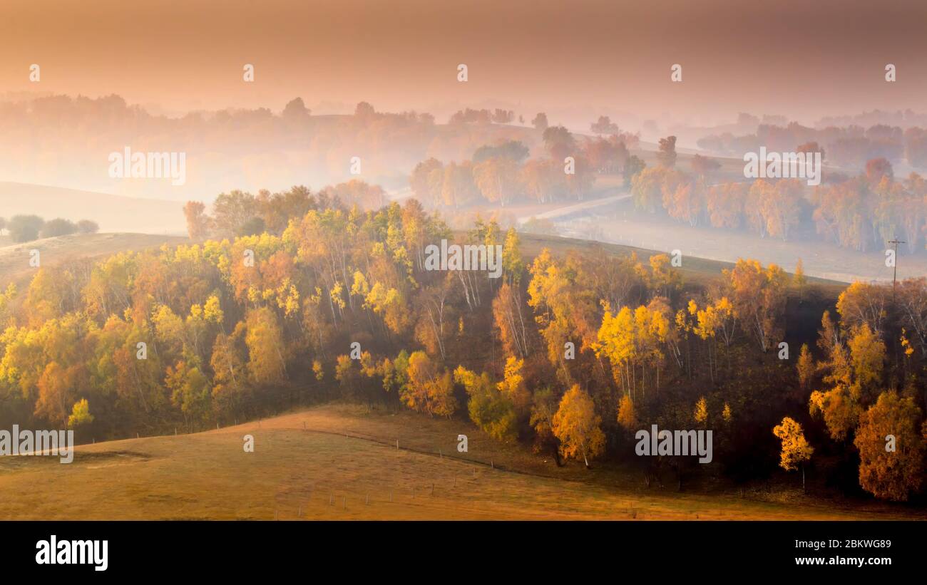 Autumn colors in the birch tree forest on rolling hills Stock Photo - Alamy