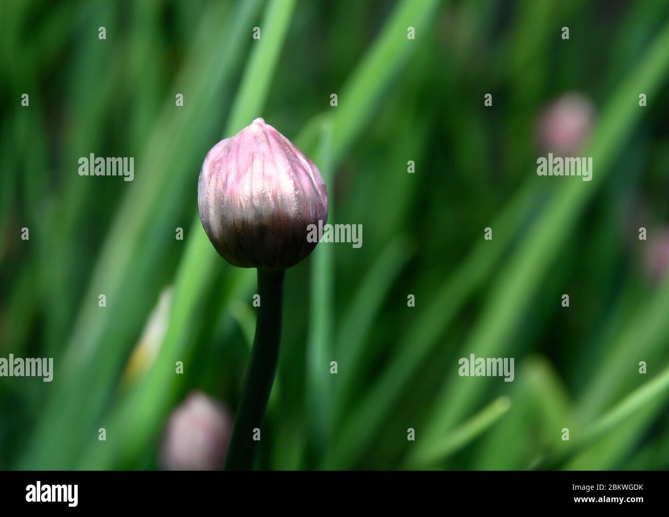 Macro of Chive plant bud Stock Photo - Alamy