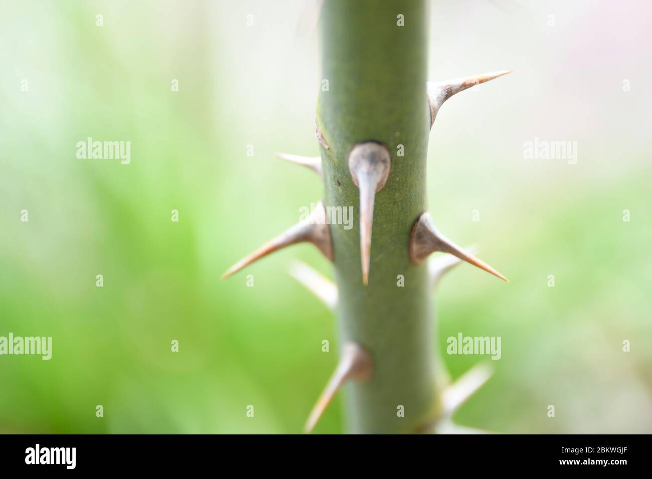 Rose Thorn Close Up High Resolution Stock Photography and Images - Alamy