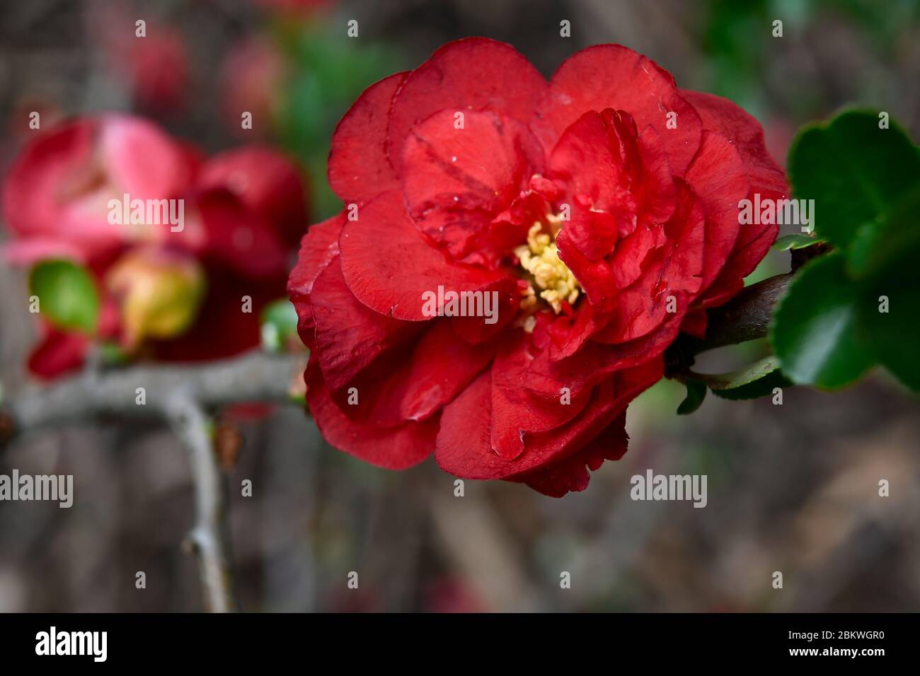 Scarlet storm hi-res stock photography and images - Alamy