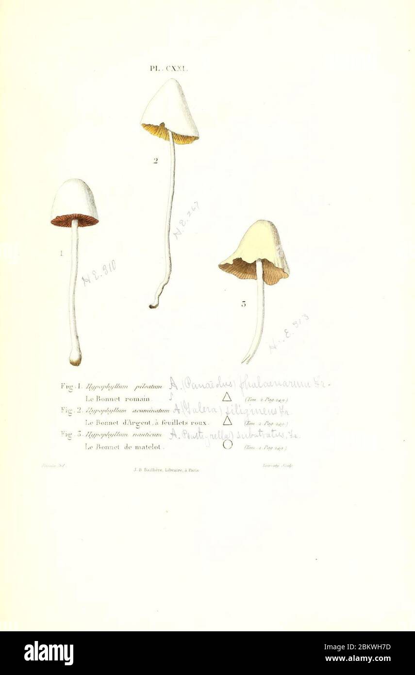 Iconographie des champignons de Paulet (Pl. CXXI) (6266446585 Stock ...