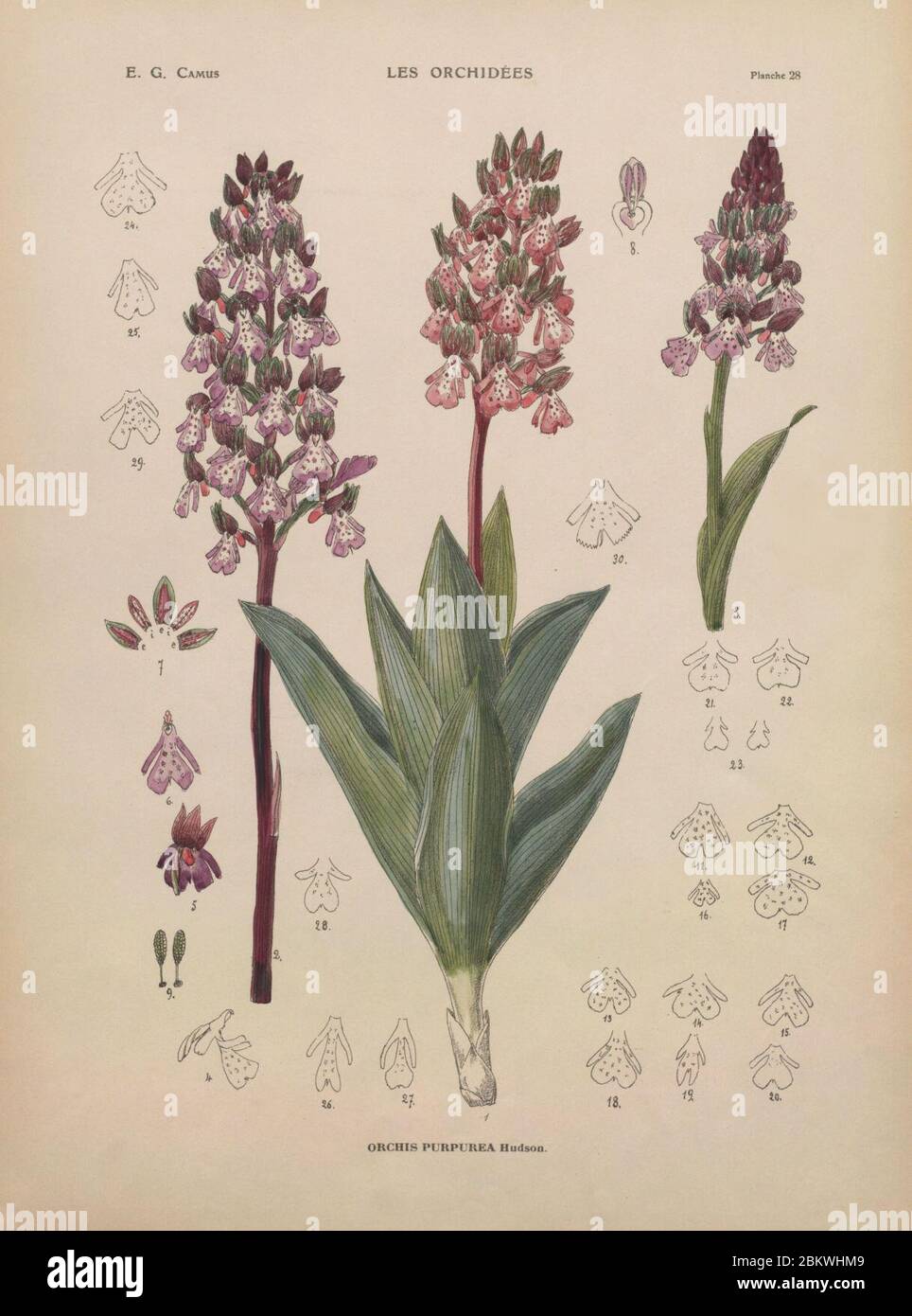 Iconographie des orchidées d'Europe et du bassin Méditerranéen, Planche 028 - Orchis Purpurea ...