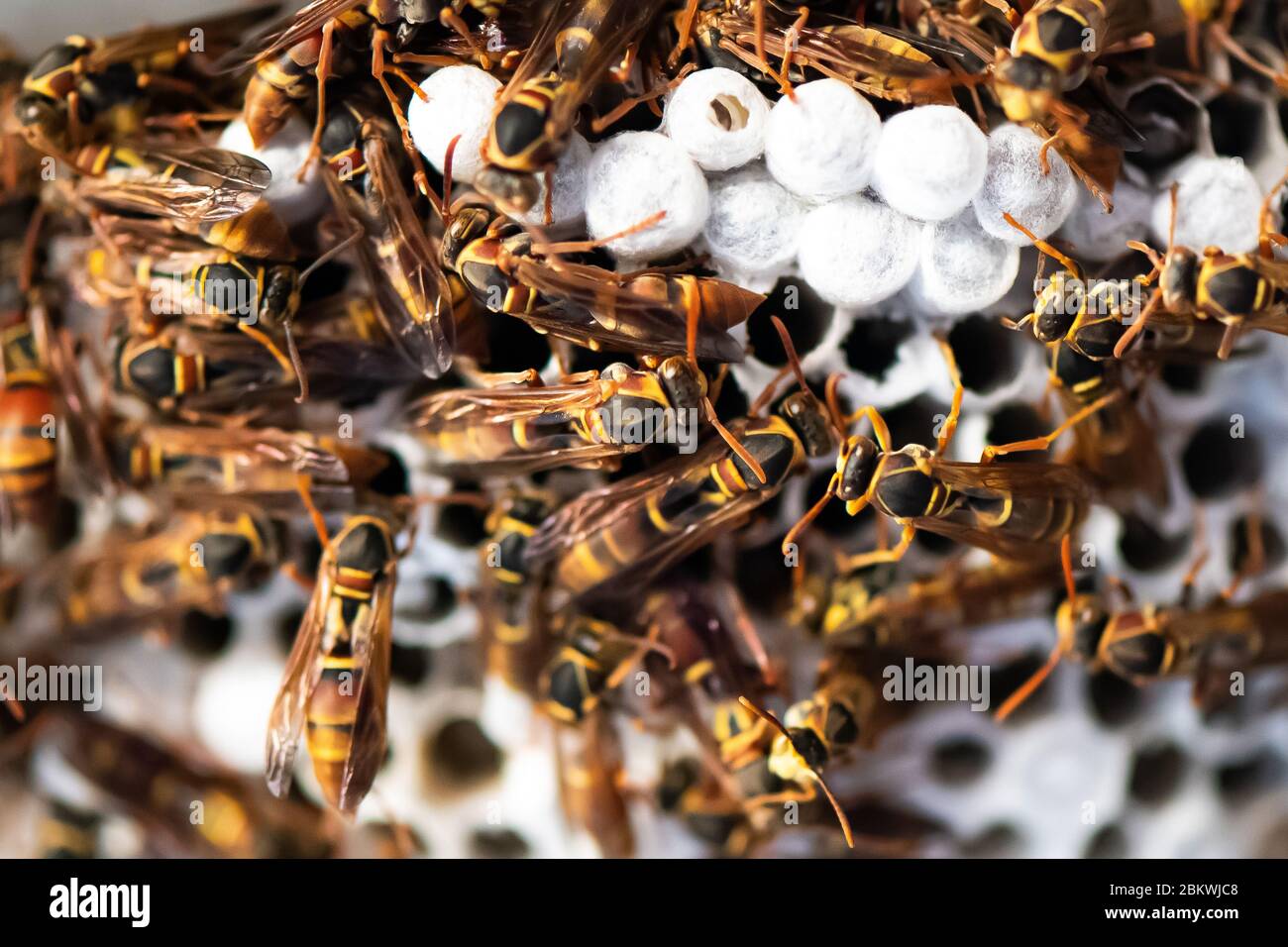 Close up of wasp nest Stock Photo - Alamy