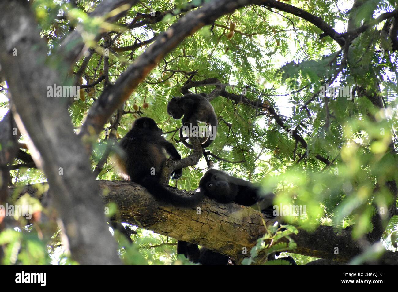 Baby Howler Monkey spotted in Play Del Coco, Costa Rica Stock Photo - Alamy