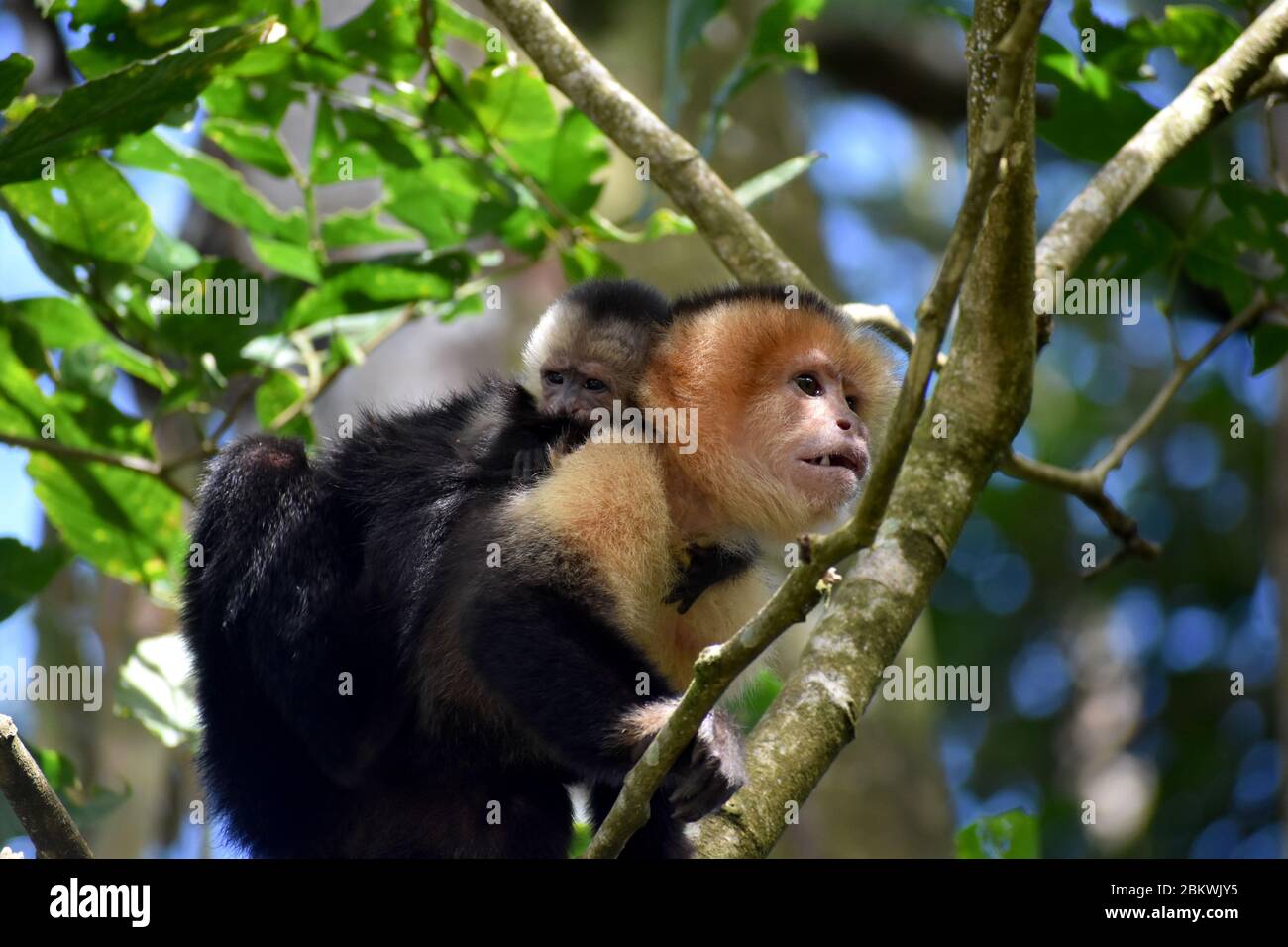 Capuchin mother and baby hi-res stock photography and images - Alamy