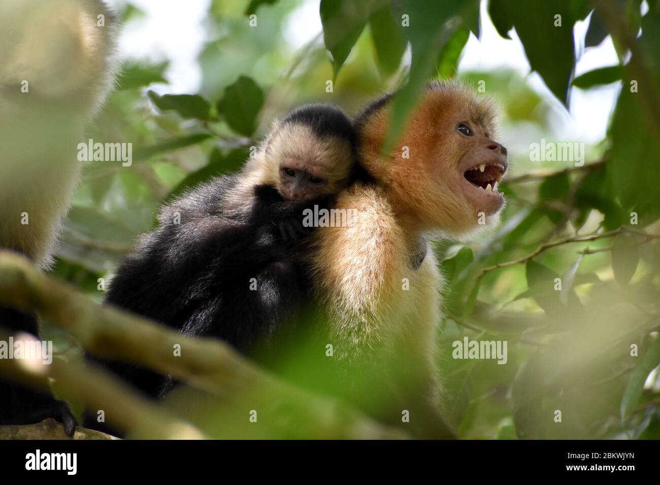Baby White Faced Capuchin Monkey