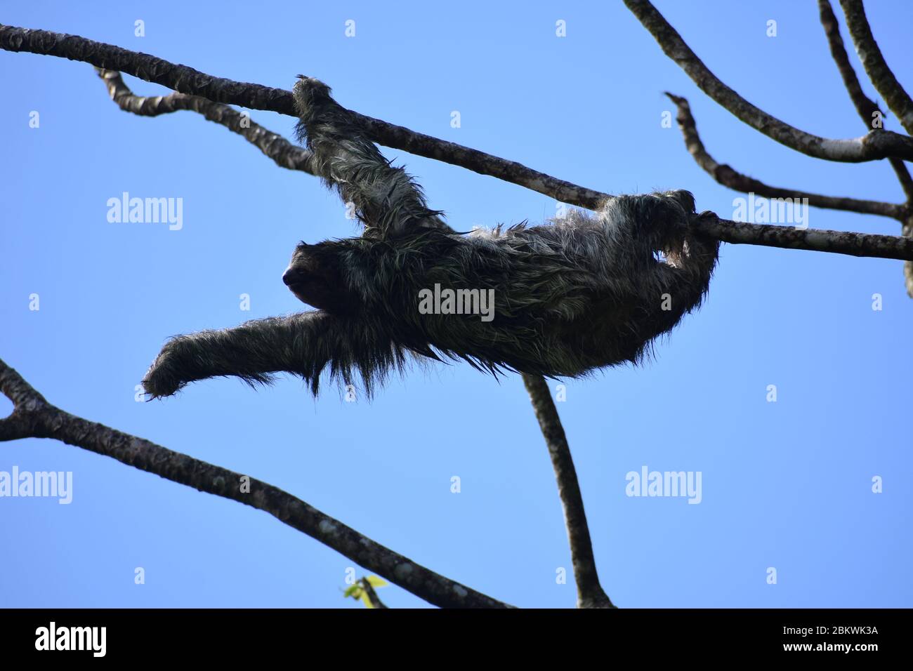 A Two-toed sloth spotted in Tenorìo Volcano National Park, Costa Rica ...