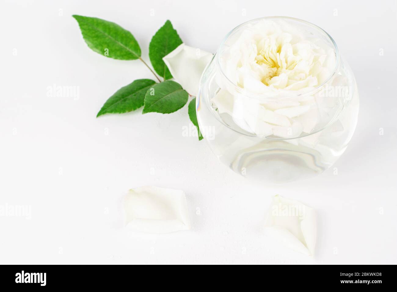 White single rose in the glass on the white background. White cut rose ...