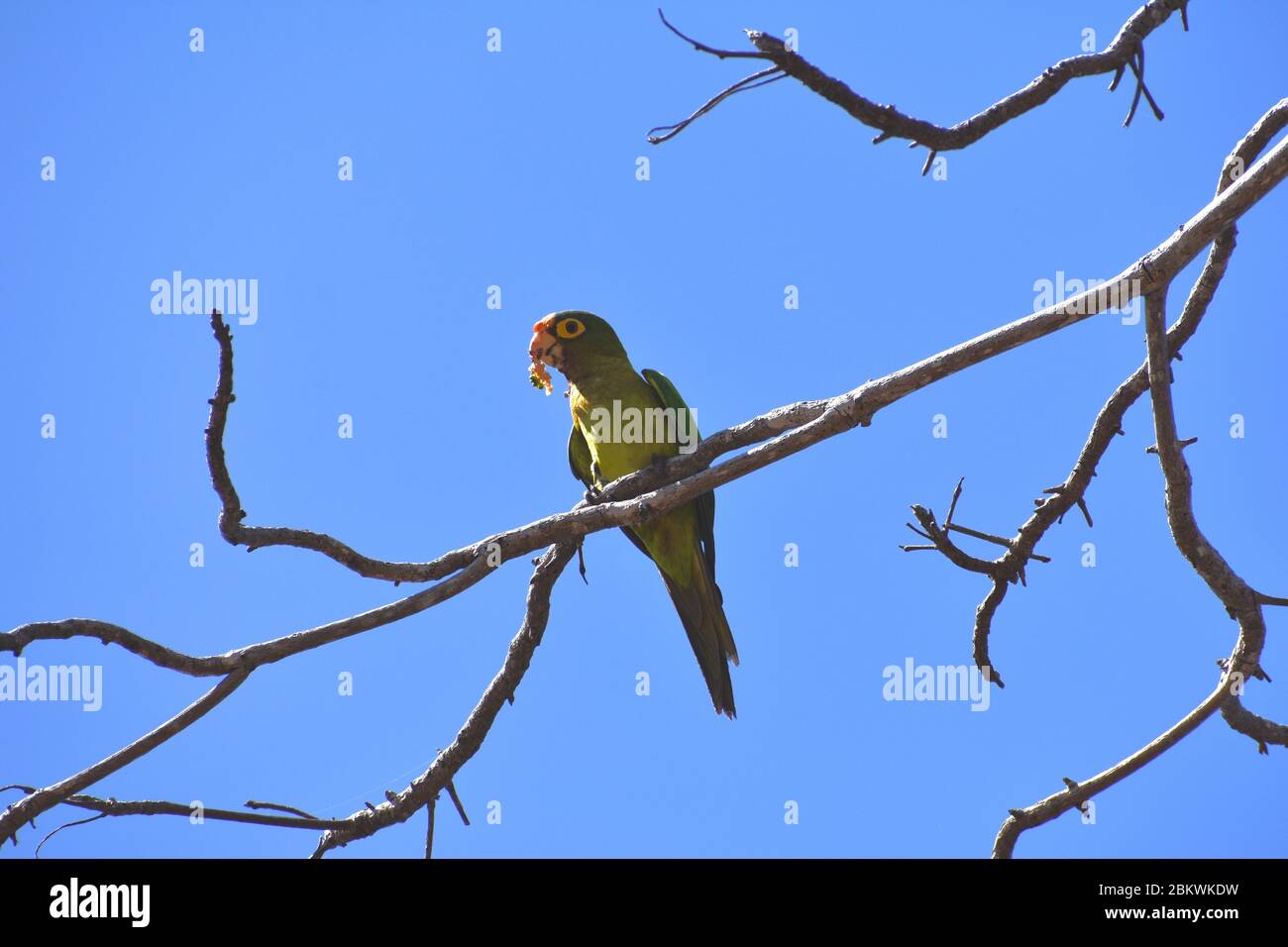 Orange-Fronted Parakeet spotted in Playa Del Coco, Costa Rica Stock ...