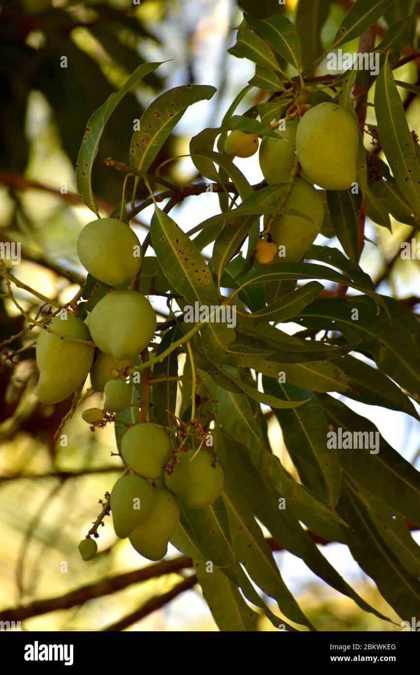 Manguier arbre hi-res stock photography and images - Alamy