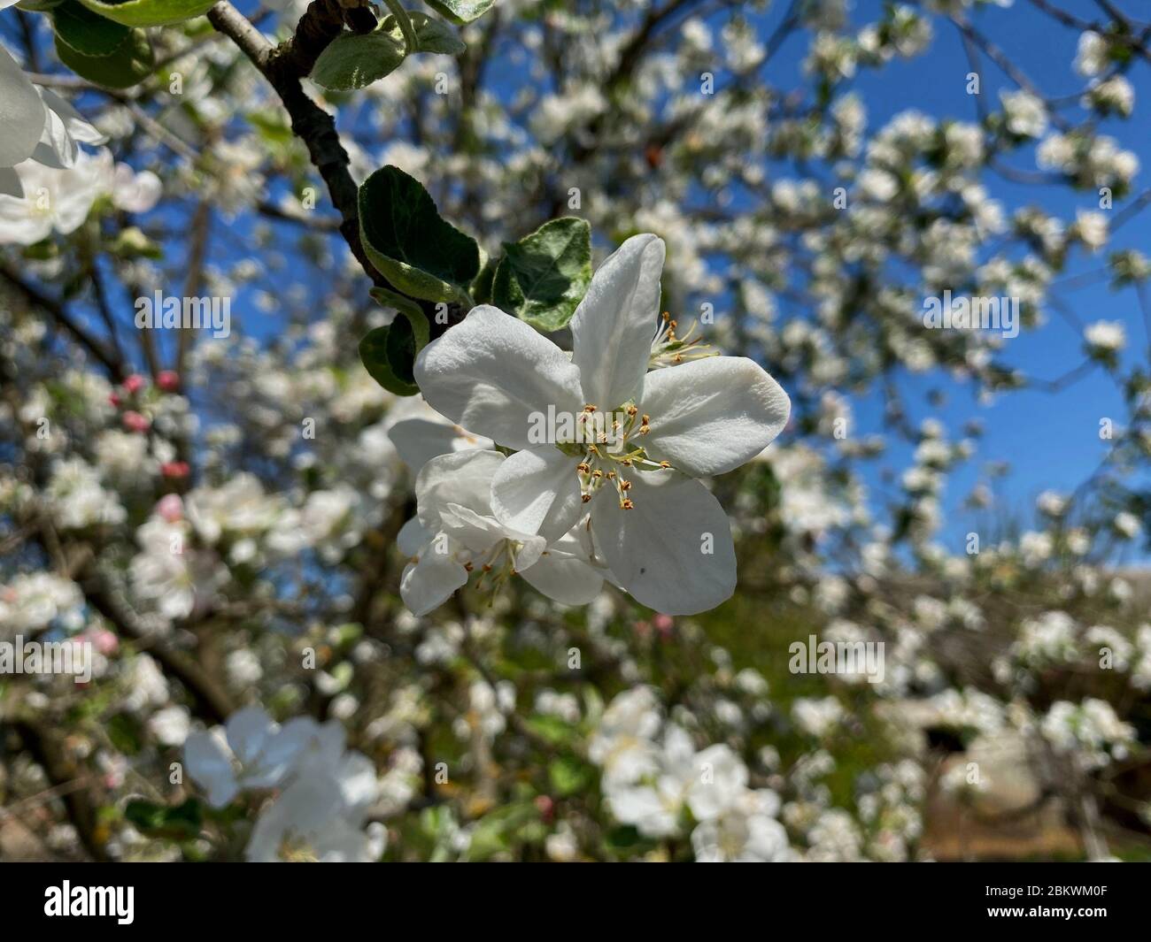 White cherry tree hi-res stock photography and images - Alamy