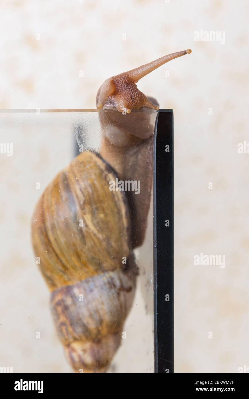 African Snail Achatina Crawls Along The Wall Of The Aquarium Stock